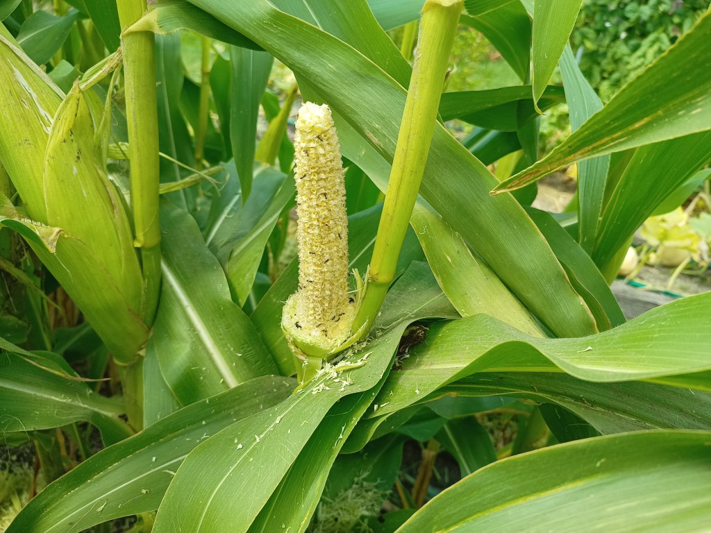 Gardening: There are intruders stealing our corn – Garry's blog