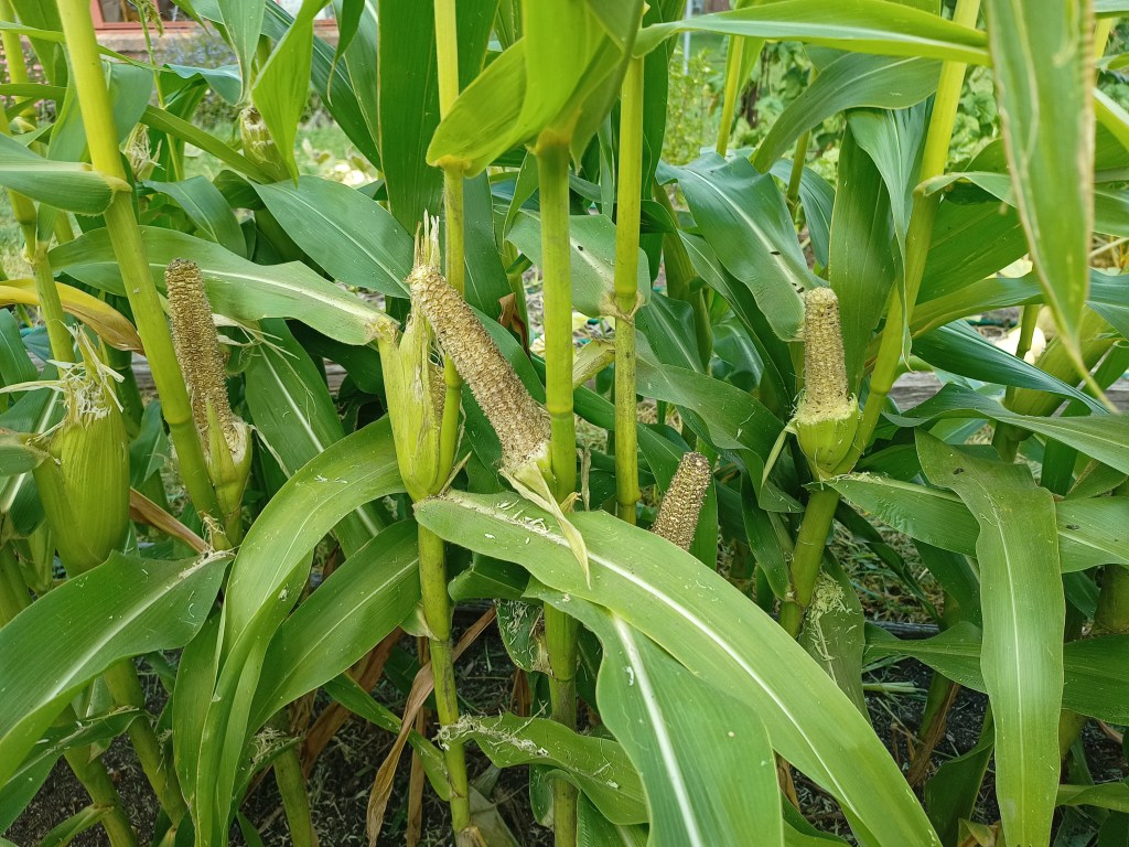Gardening: There are intruders stealing our corn – Garry's blog